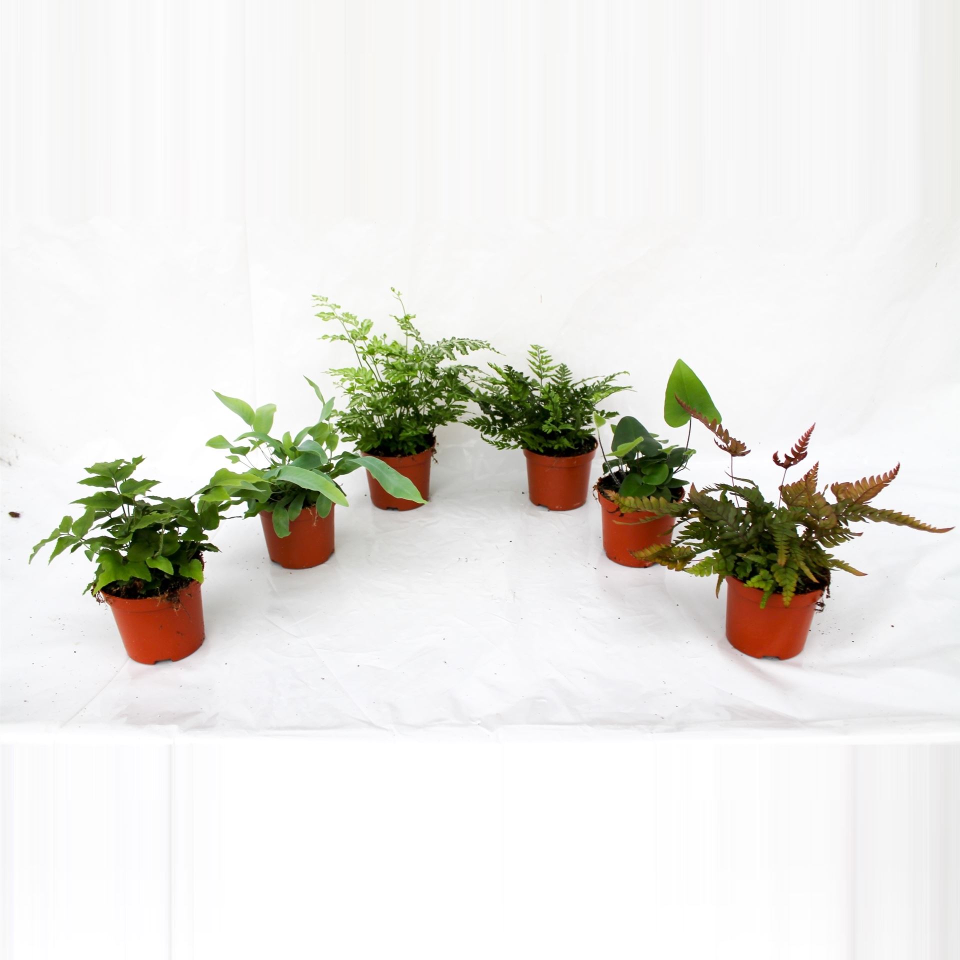 Varens Mix Süs Bitkileri Ve Çiçekler