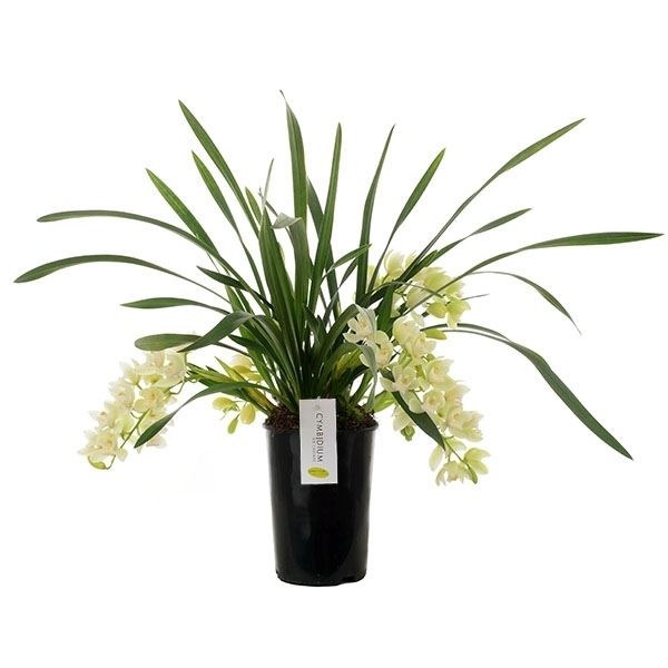 Cymbidium Ice Cascade Süs Bitkileri Ve Çiçekler