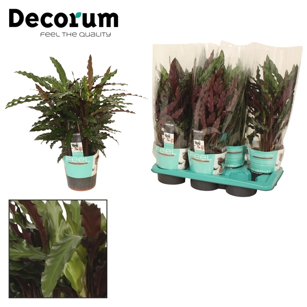Calathea Rufibarba Elgergrass - 6 - Adet Süs Bitkileri Ve Çiçekler