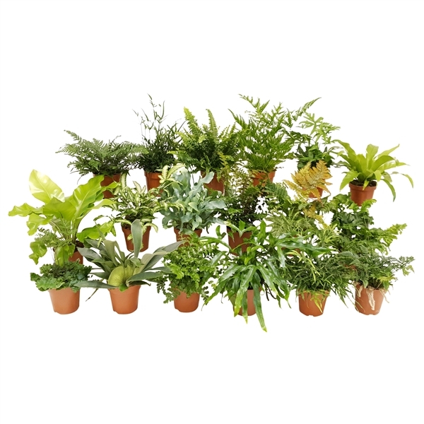 Varens Mix Süs Bitkileri Ve Çiçekler
