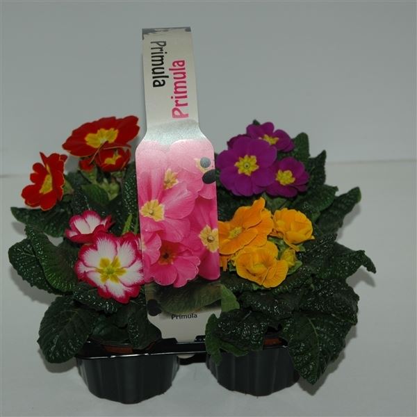 Primula Acaulis Mix Süs Bitkileri Ve Çiçekler