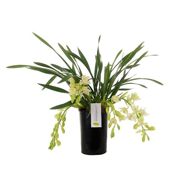 Cymbidium Ice Cascade Süs Bitkileri Ve Çiçekler