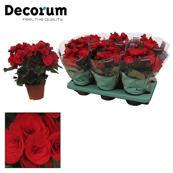 Begonia Elatior Du. Baladin Rood - 6 - Adet Süs Bitkileri Ve Çiçekler