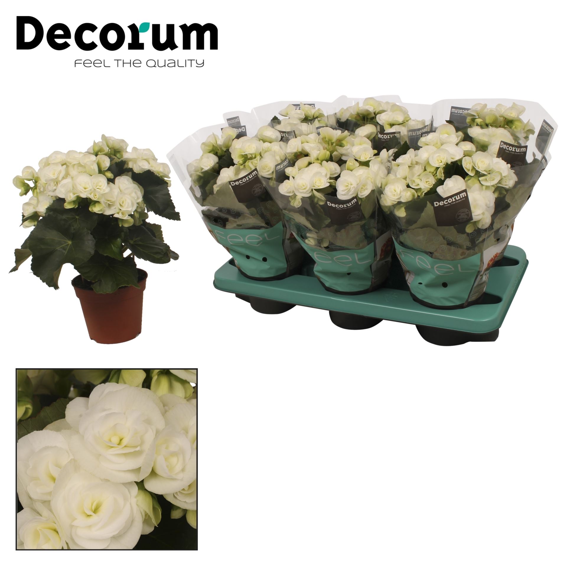 Begonia Elatior Hl. Clara Wit Süs Bitkileri Ve Çiçekler