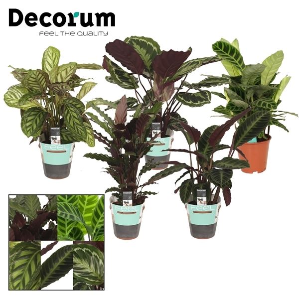Calathea Mix - 1 - Adet Süs Bitkileri Ve Çiçekler