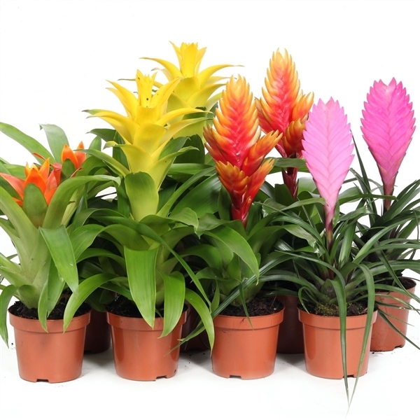 Bromelia Mix Cupcake Süs Bitkileri Ve Çiçekler