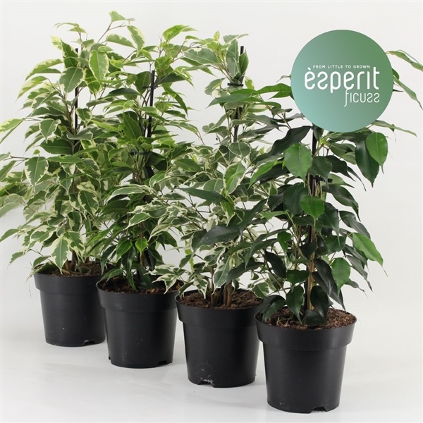 Ficus Benjamin - Benjamin Çiçeği 60- 80 Cm Süs Bitkileri Ve Çiçekler